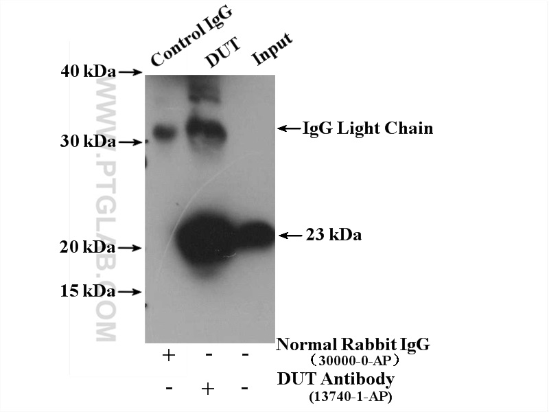 DUT antibody (13740-1-AP) | Proteintech | 武汉三鹰生物技术有限公司