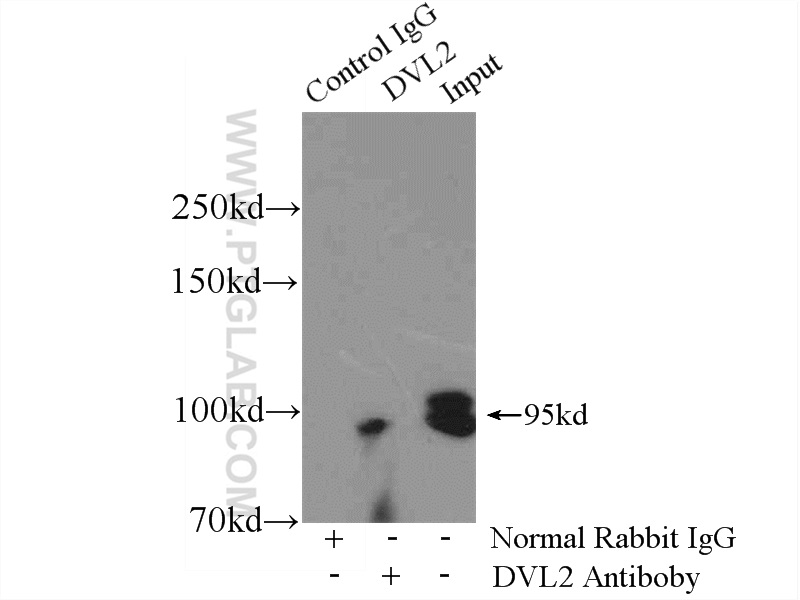 DVL2 Antibody 12037-1-AP | Proteintech