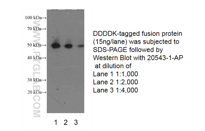 DYKDDDDK tag Antibody 20543-1-AP | Proteintech