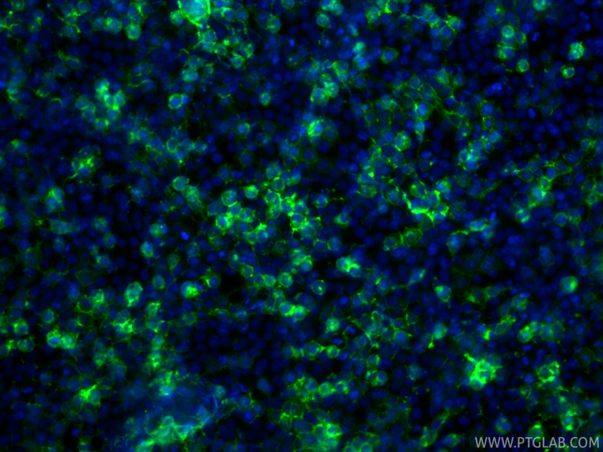Flag tag antibody (CL488-FcA98449) | Proteintech | 武汉三鹰生物技术有限公司