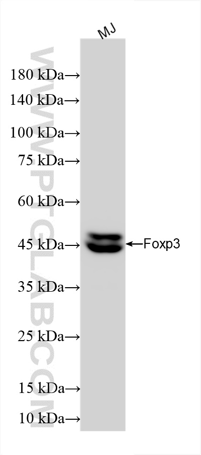 Foxp3 antibody (85128-6-RR) | Proteintech | 武汉三鹰生物技术有限公司