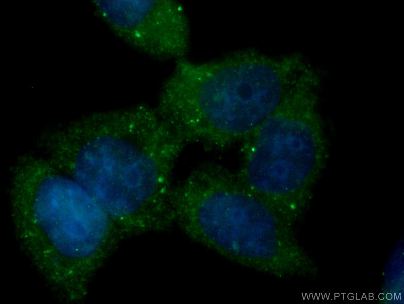 GSDMD antibody (20770-1-AP) | Proteintech | 武汉三鹰生物技术有限公司