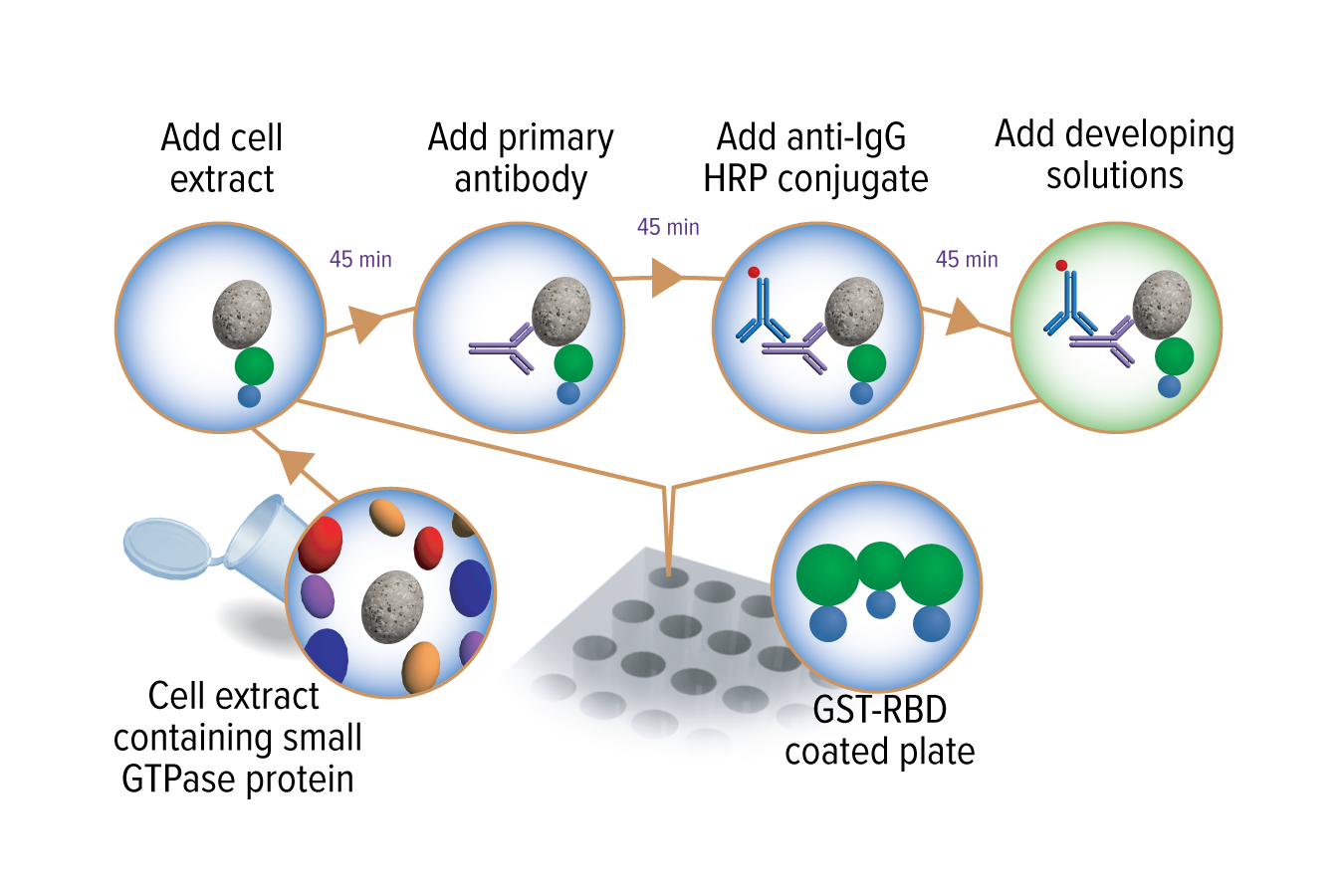Ras GTPase Chemi ELISA Kit | Proteintech | 武汉三鹰生物技术有限公司