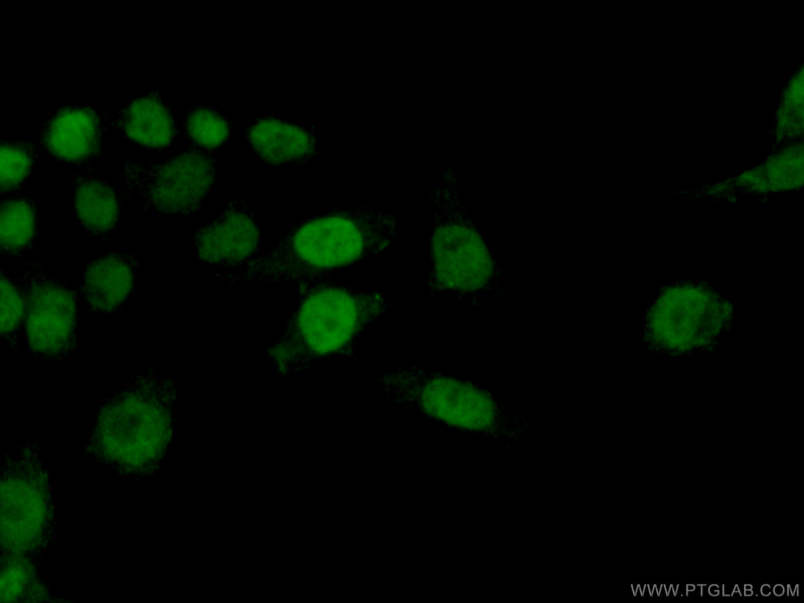 Histone H2A.X antibody (10856-1-AP) | Proteintech | 武汉三鹰生物技术有限公司