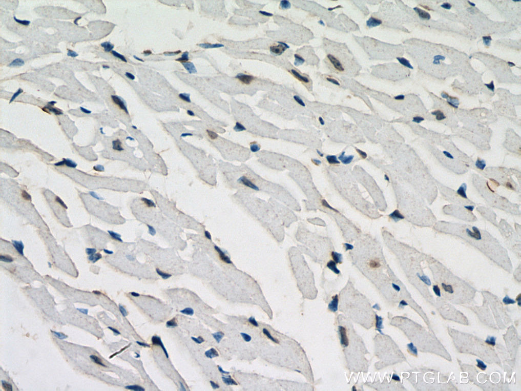 Phospho-Histone H3 (Ser10) antibody (66863-1-Ig) | Proteintech | 武汉三鹰生物 ...