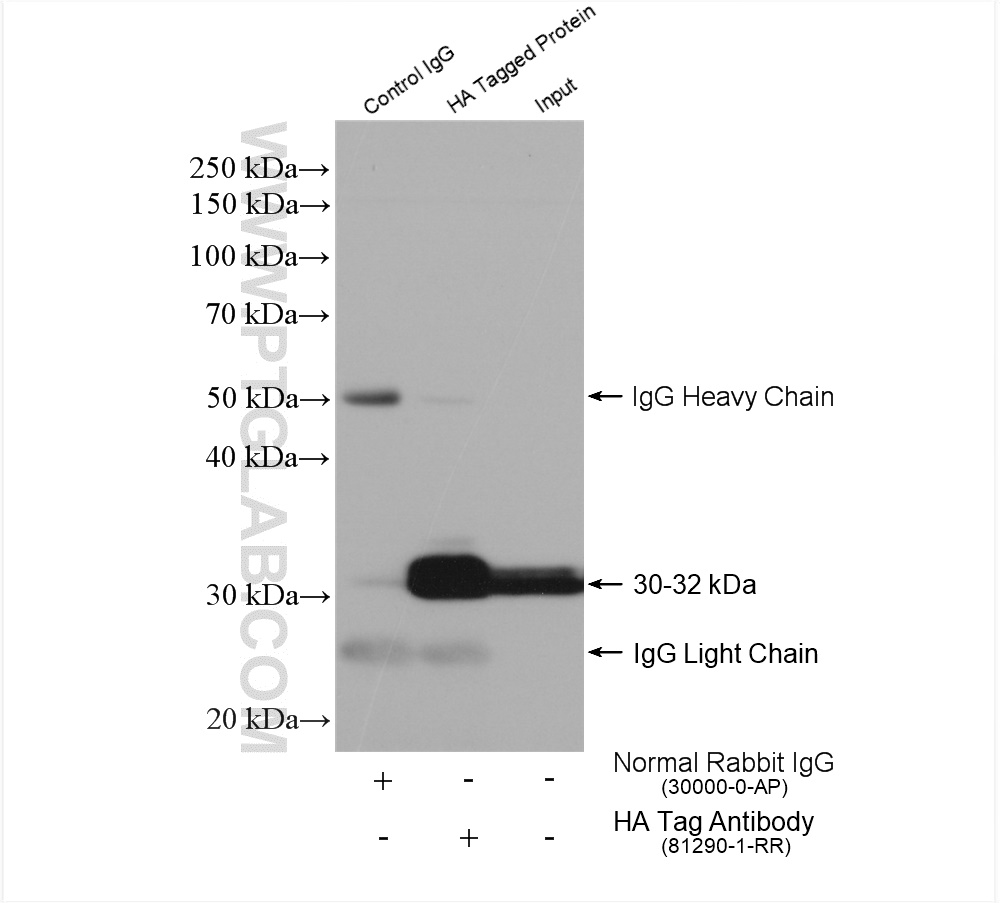 HA Tag antibody (81290-1-RR) | Proteintech | 武汉三鹰生物技术有限公司