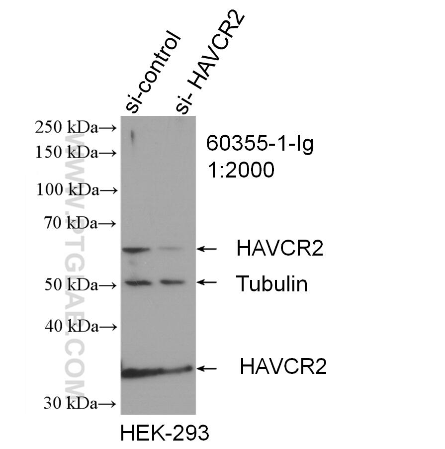 TIM3 antibody (60355-1-Ig) | Proteintech
