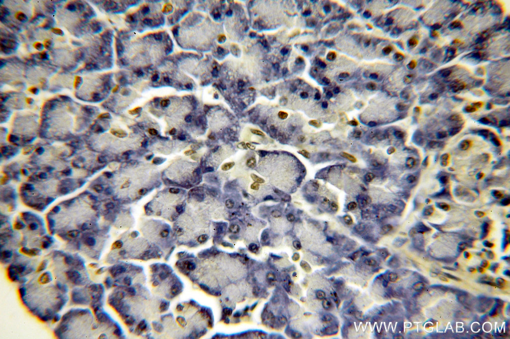 Histone H2B antibody (15857-1-AP) | Proteintech | 武汉三鹰生物技术有限公司