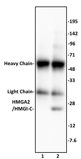 HMGA2 / HMGI-C antibody (pAb) | Proteintech | 武汉三鹰生物技术有限公司