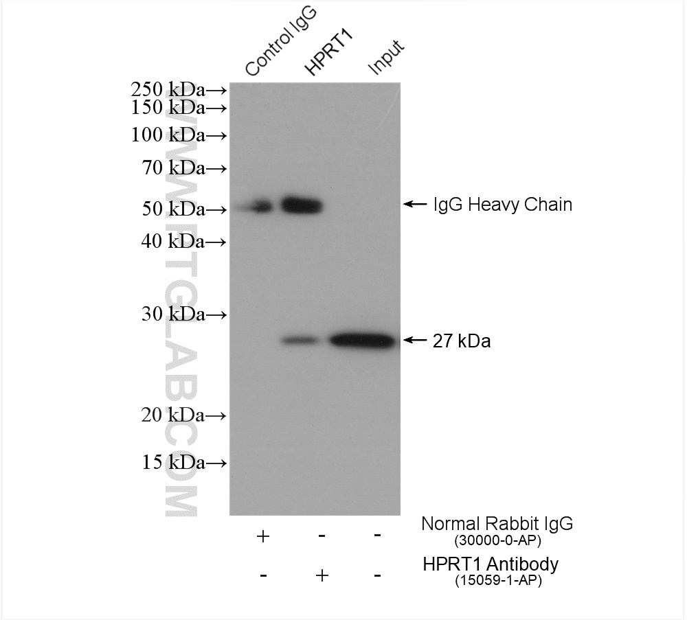 HPRT1 antibody (15059-1-AP) | Proteintech | 武汉三鹰生物技术有限公司