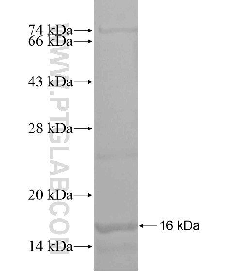 HSF4 Fusion Protein Ag19575 | Proteintech | 武汉三鹰生物技术有限公司