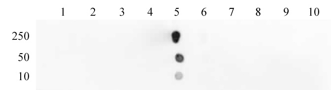 Histone H3K18ac antibody (pAb) | Proteintech | 武汉三鹰生物技术有限公司