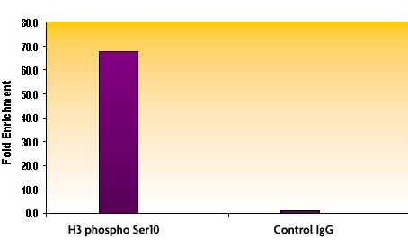 Histone H3S10ph antibody (pAb) | Proteintech | 武汉三鹰生物技术有限公司
