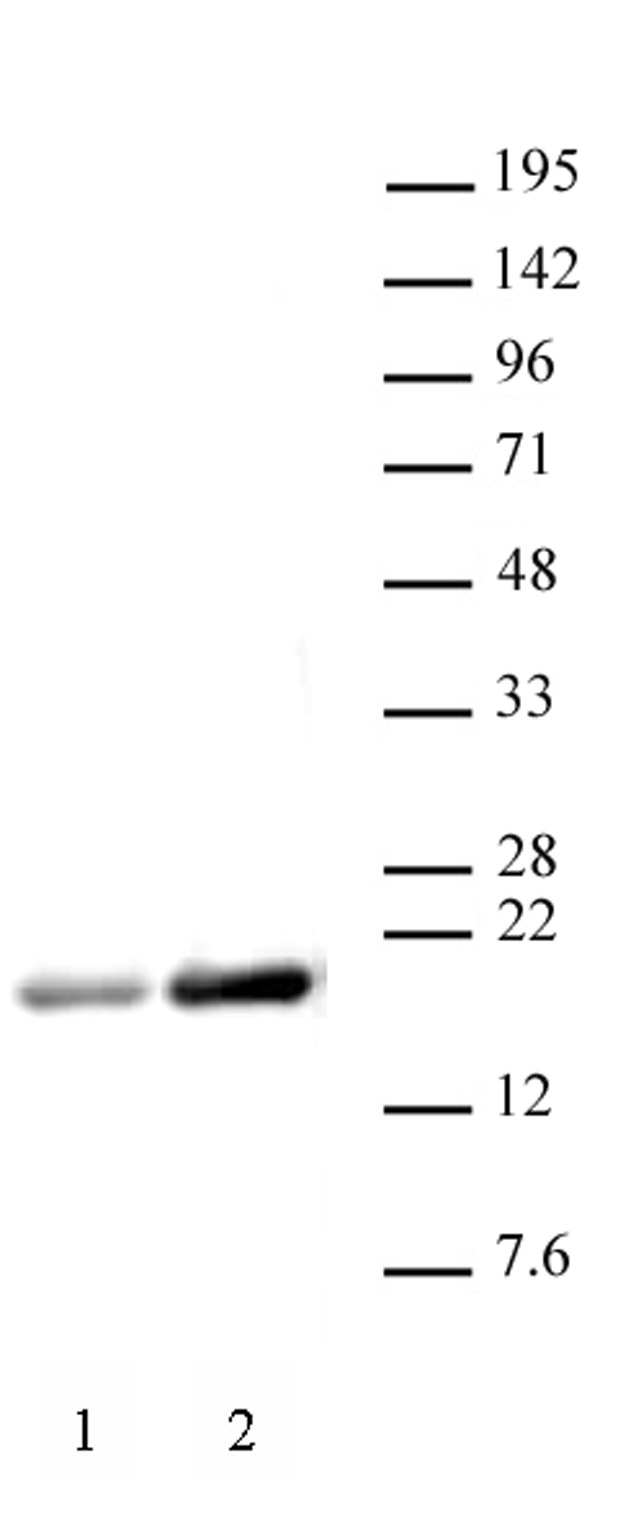 Histone H3ac (pan-acetyl) antibody (pAb) | Proteintech | 武汉三鹰生物技术有限公司