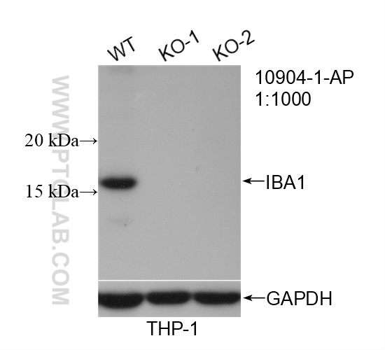 IBA1 antibody (10904-1-AP) | Proteintech | 武汉三鹰生物技术有限公司