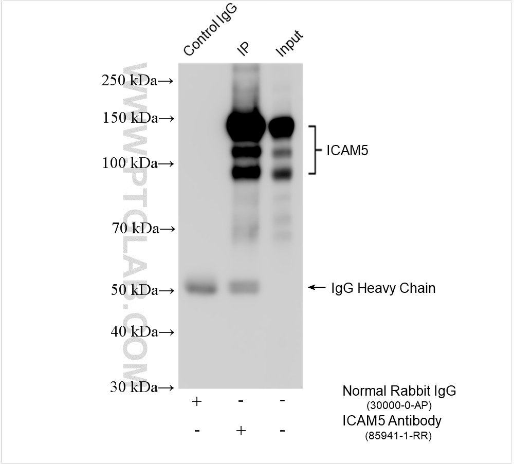 ICAM5 antibody (85941-1-PBS) | Proteintech | 武汉三鹰生物技术有限公司