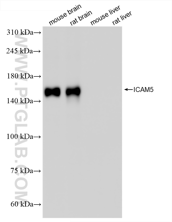 ICAM5 antibody (85941-1-PBS) | Proteintech | 武汉三鹰生物技术有限公司