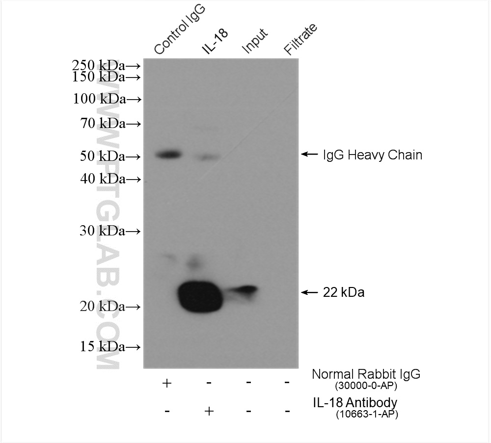 IL-18 antibody (10663-1-AP) | Proteintech | 武汉三鹰生物技术有限公司