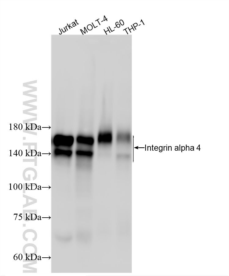 Integrin alpha 4 antibody (87459-2-RR) | Proteintech | 武汉三鹰生物技术有限公司