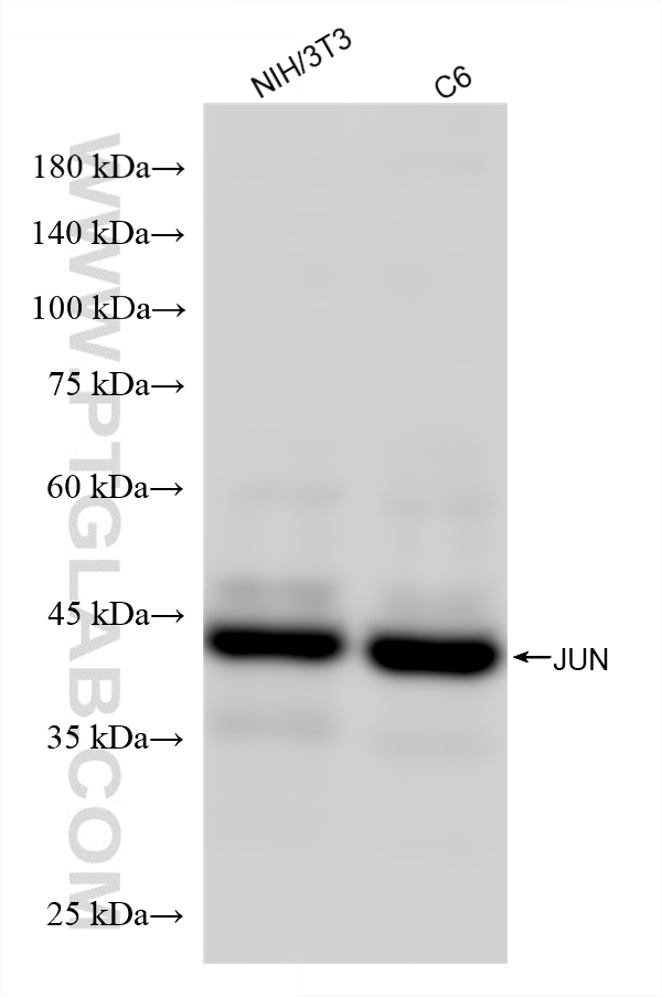 JUN antibody (81667-5-RR) | Proteintech | 武汉三鹰生物技术有限公司