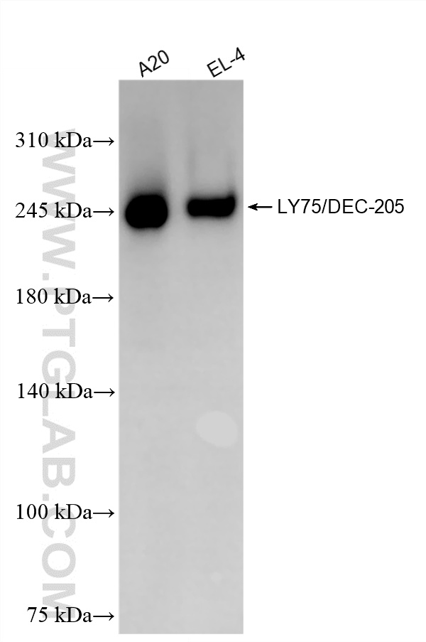 LY75/DEC-205 antibody (86590-3-PBS) | Proteintech | 武汉三鹰生物技术有限公司
