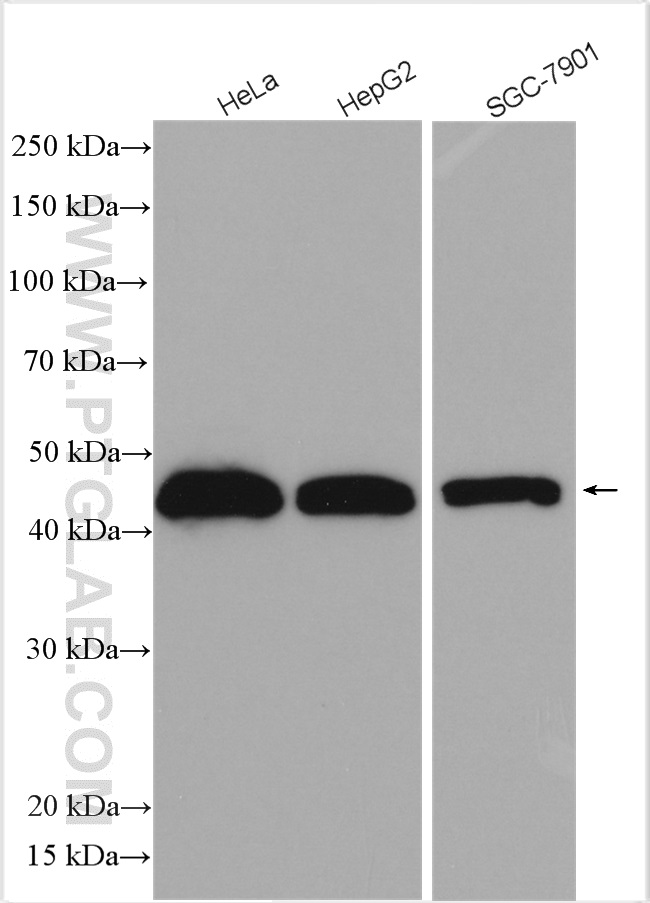 MAT2A antibody (55309-1-AP) | Proteintech