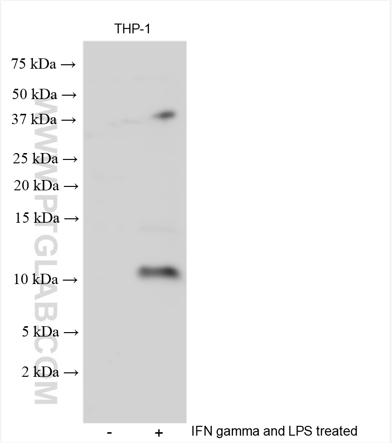 CXCL9/MIG antibody (22355-1-AP) | Proteintech | 武汉三鹰生物技术有限公司
