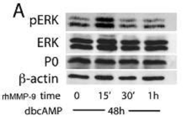 MPZ / P0 antibody (10572-1-AP) | Proteintech | 武汉三鹰生物技术有限公司