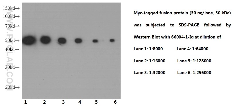 DDDDK tag antibody (60002-1-Ig) | Proteintech