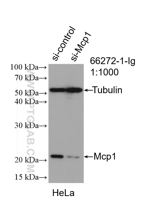 Mcp1 antibody (66272-1-Ig) | Proteintech