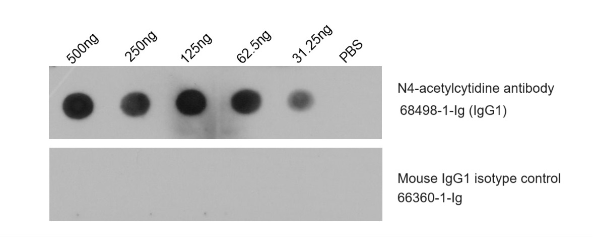 N4-acetylcytidine antibody (68498-1-Ig) | Proteintech | 武汉三鹰生物技术有限公司