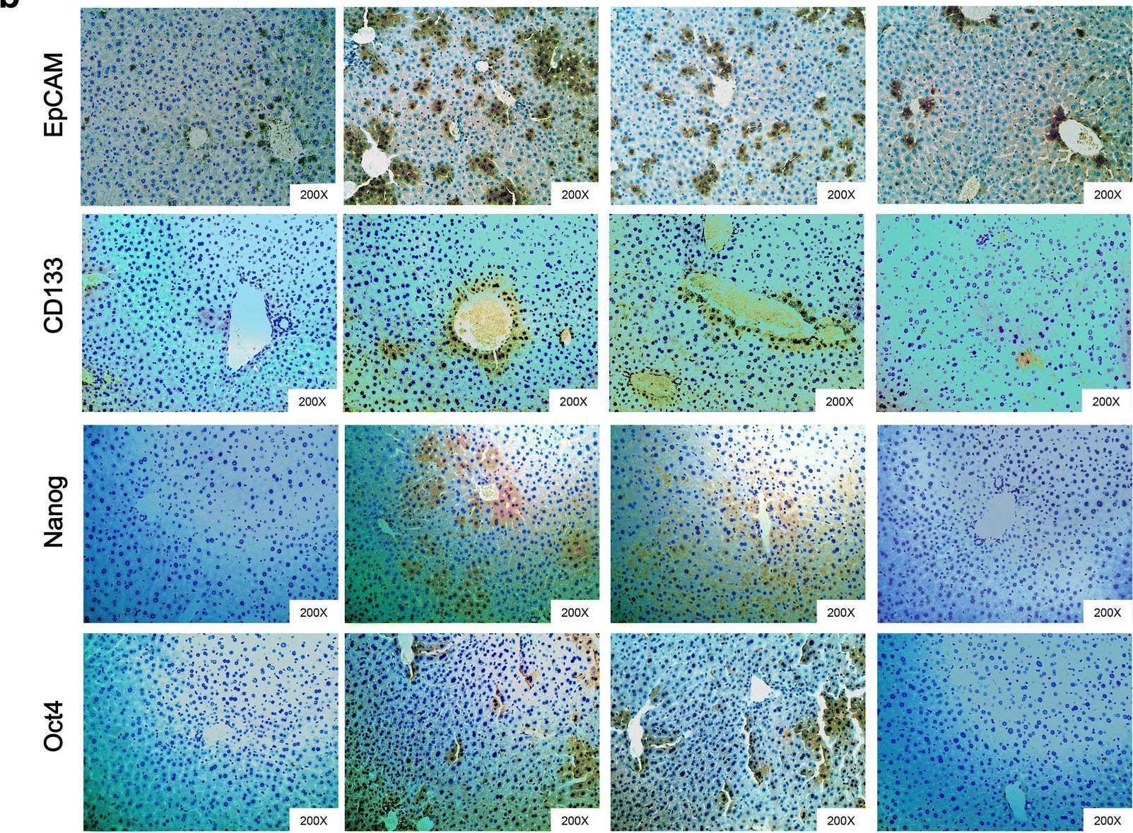 NANOG Antibody 14295-1-AP | Proteintech