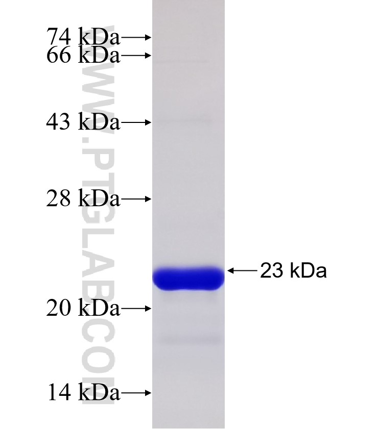 NOX3 Fusion Protein Ag32594 | Proteintech | 武汉三鹰生物技术有限公司