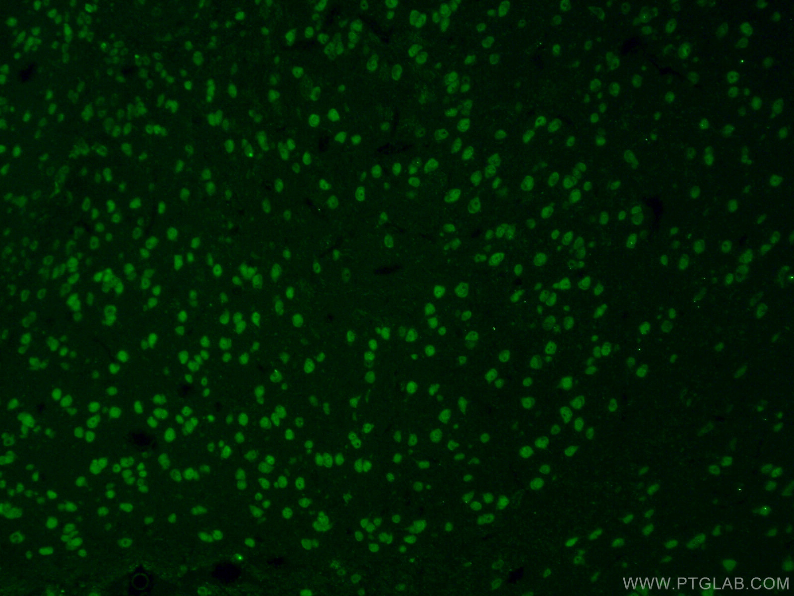 NeuN Antibody 26975-1-AP | Proteintech