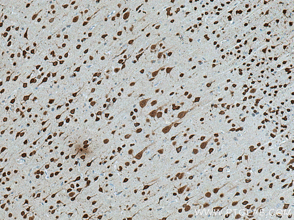 NeuN Antibody 26975-1-AP | Proteintech