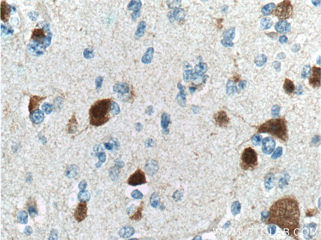NeuN antibody (26975-1-AP) | Proteintech | 武汉三鹰生物技术有限公司