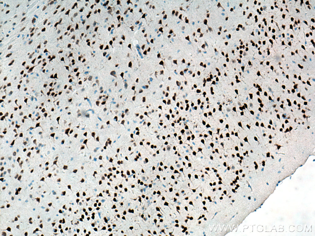 NeuN antibody (66836-1-Ig) | Proteintech | 武汉三鹰生物技术有限公司