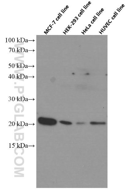 P21 Antibody 60214-1-Ig | Proteintech