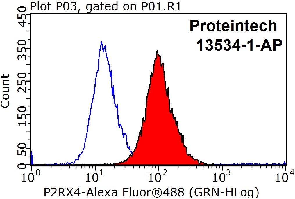 P2RX4 antibody (13534-1-AP) | Proteintech