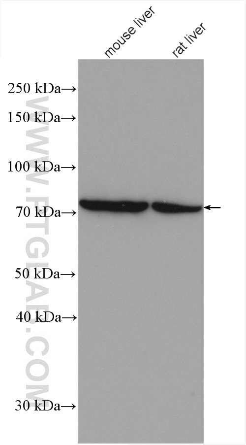 PCCA antibody (21988-1-AP) | Proteintech | 武汉三鹰生物技术有限公司
