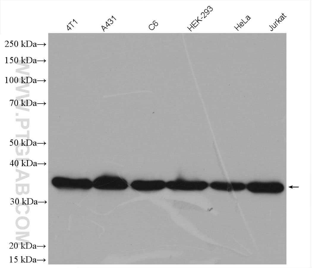PCNA antibody (10205-2-AP) | Proteintech | 武汉三鹰生物技术有限公司