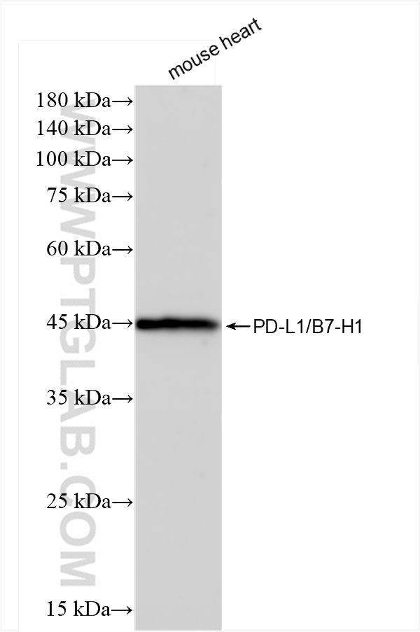 Results for "CD274" | Proteintech Group | 武汉三鹰生物技术有限公司