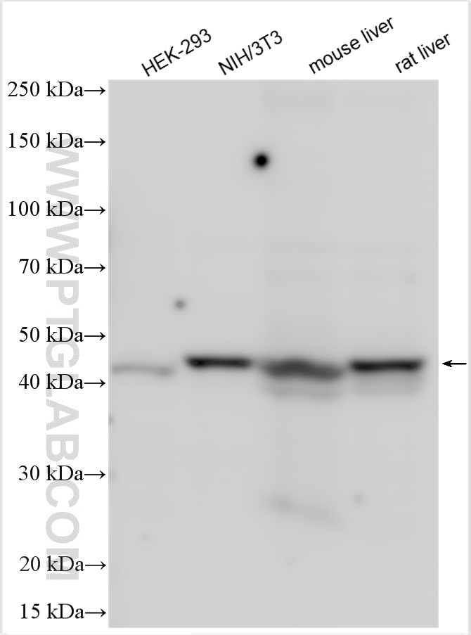 PDK1 antibody (18262-1-AP) | Proteintech | 武汉三鹰生物技术有限公司