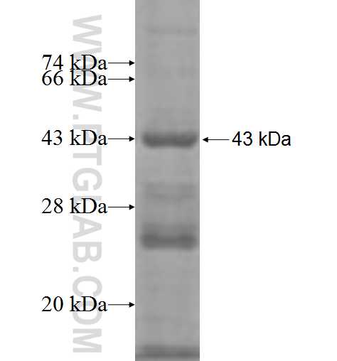 PIGK Fusion Protein Ag7766 | Proteintech | 武汉三鹰生物技术有限公司