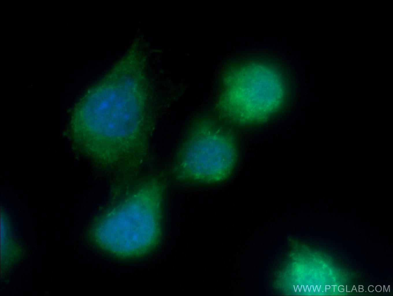 PPAR Gamma Antibody 16643-1-AP | Proteintech