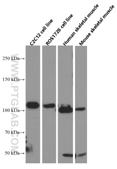 PGC1a antibody (66369-1-Ig) | Proteintech | 武汉三鹰生物技术有限公司