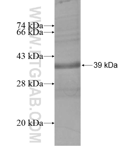 PSS2 Fusion Protein Ag14171 | Proteintech | 武汉三鹰生物技术有限公司
