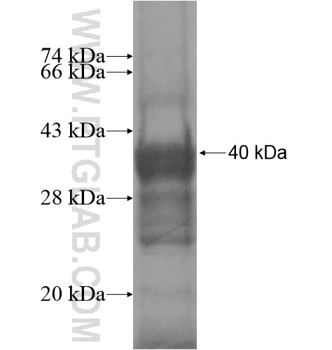 PTPN18 Fusion Protein Ag10610 | Proteintech | 武汉三鹰生物技术有限公司