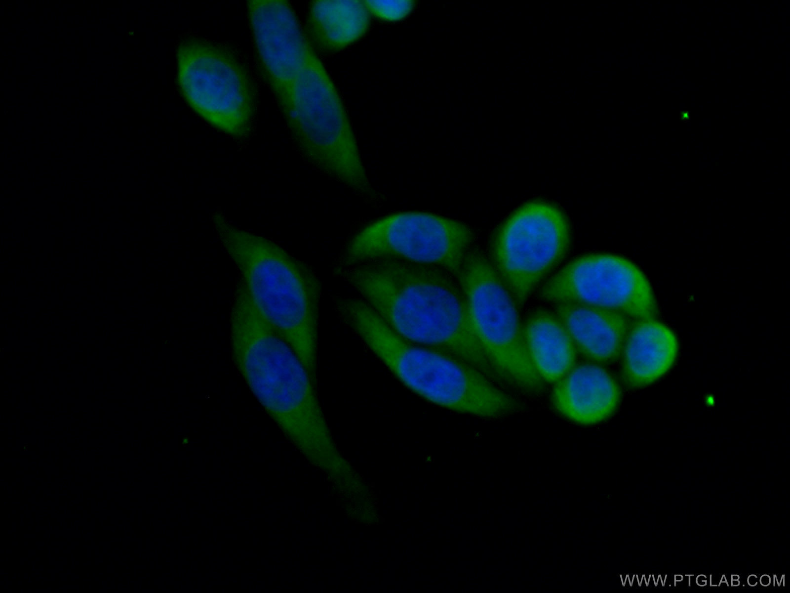 Rac1 Antibody 24072-1-AP | Proteintech