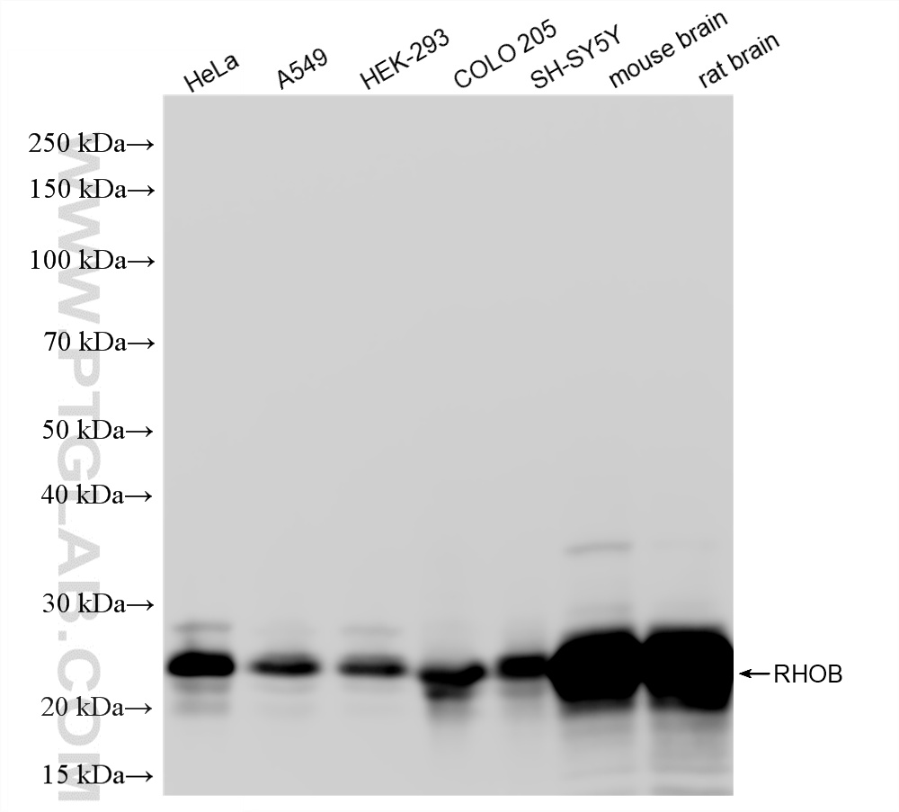 RHOB antibody (86663-4-PBS) | Proteintech | 武汉三鹰生物技术有限公司